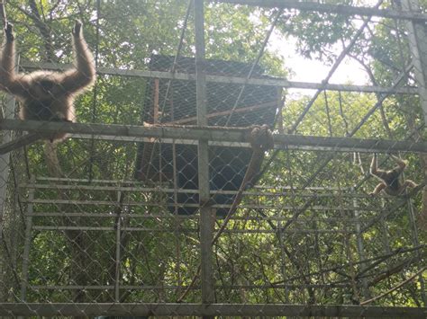 អ្នកអភិរក្សសត្វព្រៃ កំពុងព្រួយបារម្ភពីការគំរាមកំហែងជីវិតសត្វព្រៃក្នុងតំបន់រមណីយដ្ឋានអង្គរ