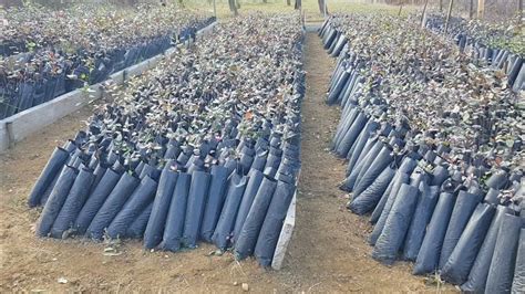 ფსტა ფისტა ნერგები გასაყიდი📞 5570000624 577306047 Youtube