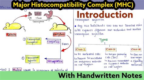 Histocompatibility Complex Disorder At Seth Darcy Irvine Blog