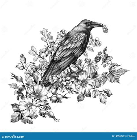 Raven With Raspberry In Beak Pencil Drawing Stock Illustration