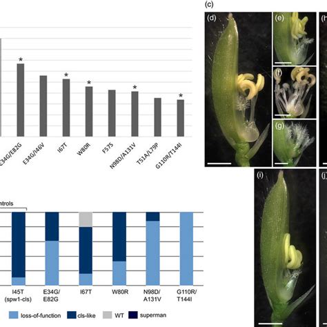 Yeast Two Hybrid And Complementation Analysis Of Selected Spw1 Mutants Download Scientific