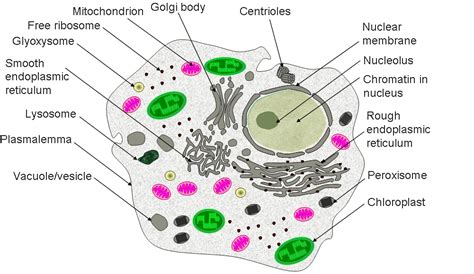 Eukaryotic Cells Definition Parts Examples And Struct