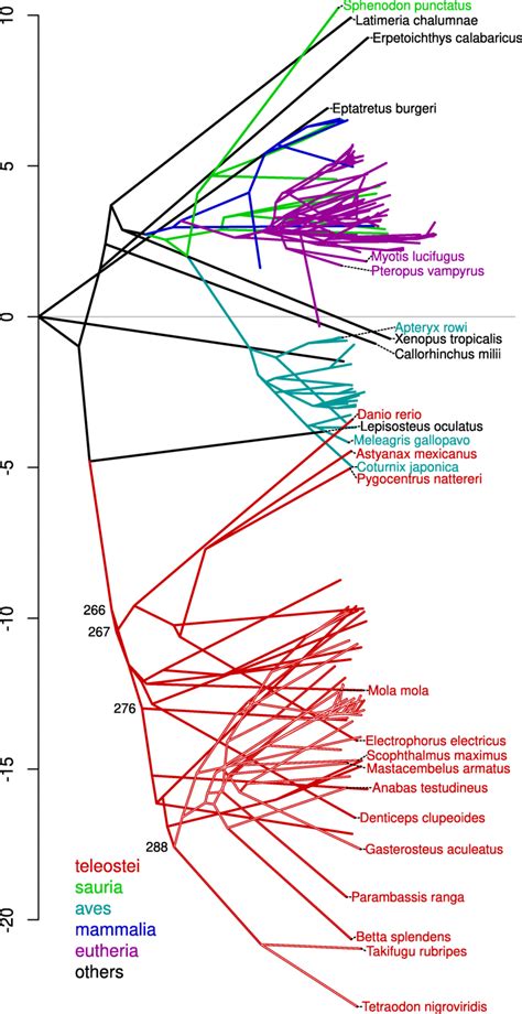 Evolution Of Intron Size Neighbour Joining Tree Derived From Exon