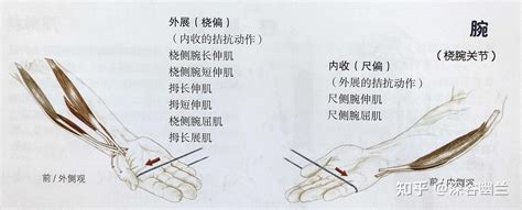 腕关节活动受限或疼痛的调理 知乎