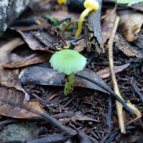 Verdigris Waxcap Gliophorus Viridis Mushroom Identification Habitat And Uses