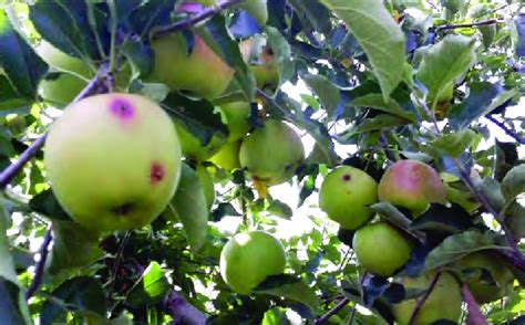 Severe Infestation From Codling Moth In A Non Mating Disruption Orchard Download Scientific