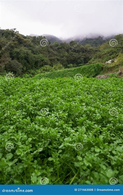 Landscape Of Watercress Plantation Terraced Vegetable Fields Farming