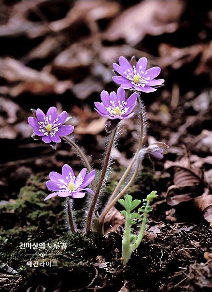 4월은 잔인한 달 티에스 엘리엇 봄을 예찬하다