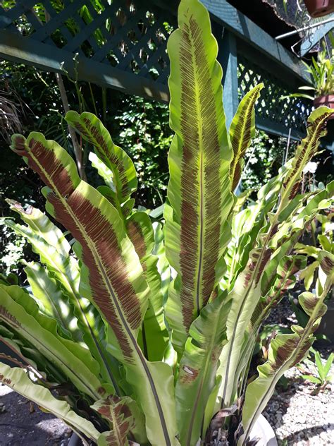 Bird Nest Ferns Spores