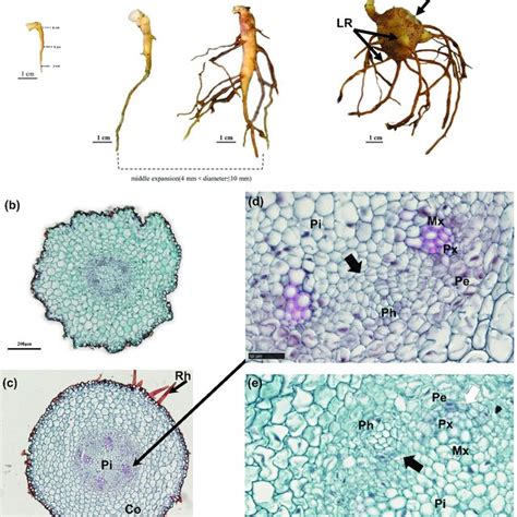 Developmental Stages Of Adventitious Root And Initial Swelling In A
