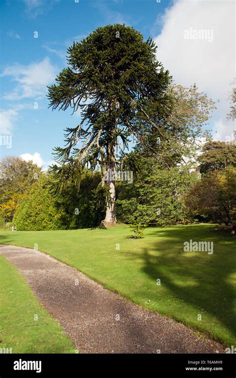 Monkey Puzzle Tree Stock Photo Alamy