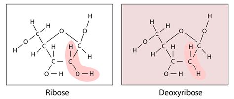Pentose Sugar Structure