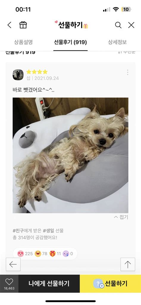 ㅋㅋㅋ 바디필로우 리뷰보는데 강쥐 얘기밖에없음 ㅋㅋㅋ 인스티즈 Instiz 익명잡담 카테고리