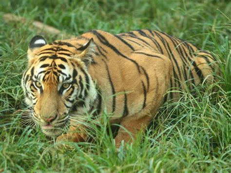 Types Of Tigers Top 10 Tiger Species With Pictures And Facts