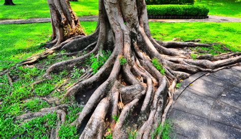 How To Kill Tree Roots Backyard Boss