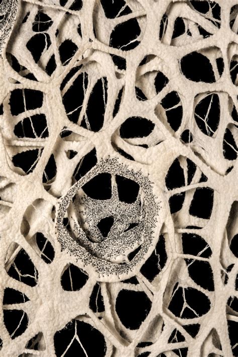 Helen Macritchie Seam