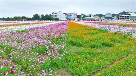 2020桃園花彩節10月31日起魅力綻放大溪大園楊梅三地到11 22三個區接力展開 灰煮婦