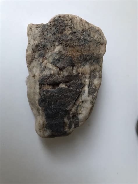 Its Fossils R Fossilid