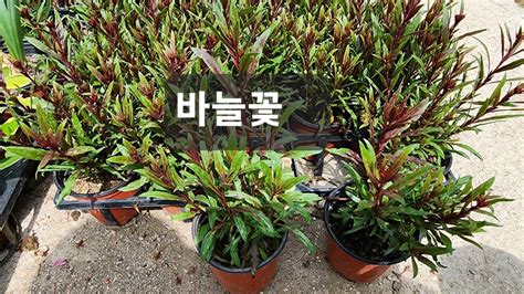 바늘꽃야생화 Youtube