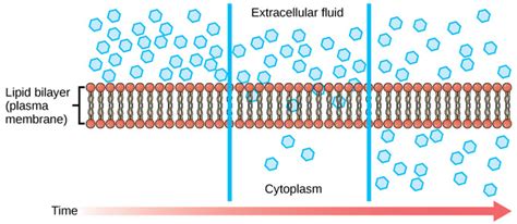 Transport Across Membranes Boundless Anatomy And Physiology