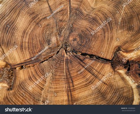 Close Up Cross Section Of Tree Trunk Showing Growth Rings Texture Stock Photo