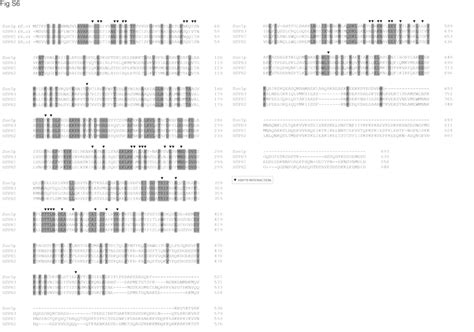 Figure S6 Hsp110 Sequence Alignment Clustal Omega Sequence Alignment