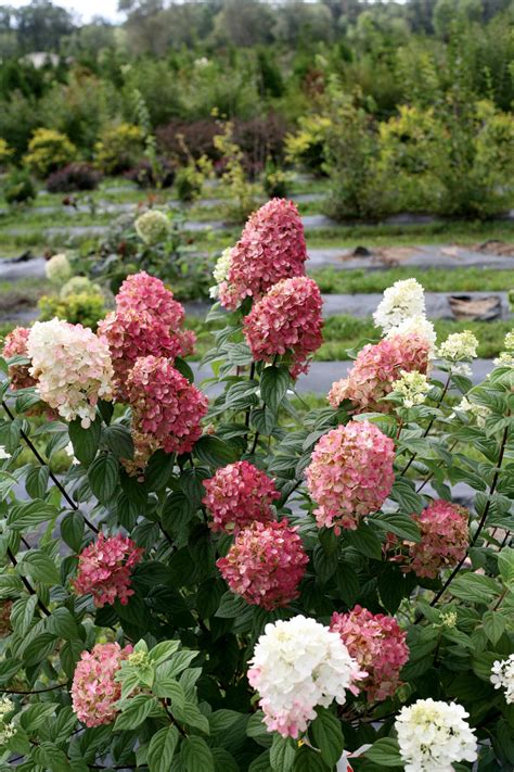 Fire Light® Panicle Hydrangea Hydrangea Paniculata Proven Winners