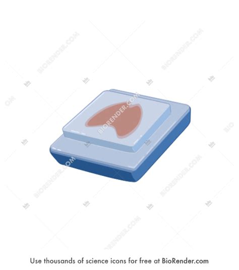 Free Ffpe Sample Lungs Icons Symbols And Images Biorender