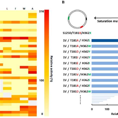 Site Directed Mutagenesis And Saturation Mutagenesis Of The Active Site