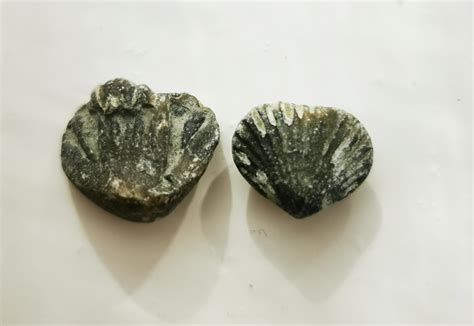 Tiny Fossilised Shells Rpaleontology
