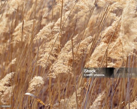 아름다움 자연 배경으로 마른 꽃 갈대 추상적 인 자연 배경 갈대 잔디 또는 팜파스 잔디 야외 일광 생활 스타일의 고요한 장면 말린 트렌디 한 야생 식물 소프트 포커스 0명에