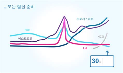 여성 생리 주기 배란 생리 이해하기