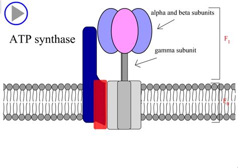 Atp Synthase Swf Sintesis Atp Swf