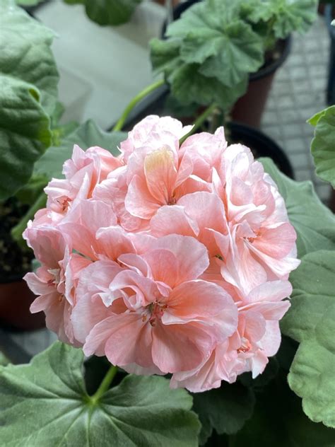 꽃누리장터다육제라늄난분재야생화화분텃밭농산물 Band