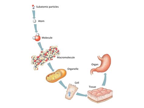 Ppt Cells Tissues Organs And Systems Powerpoint