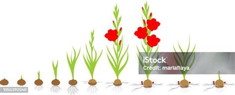 디올 식물의 생활 주기입니다 꽃으로 성인 공장 구경 심기에서 성장의 단계 0명에 대한 스톡 벡터 아트 및 기타 이미지 0명 개발 구근 식물 Istock