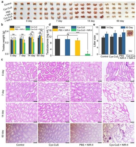 Cys Cus Nanosheets Mediated Nir Ii Ptt For Male Sterilization In Vivo Download Scientific