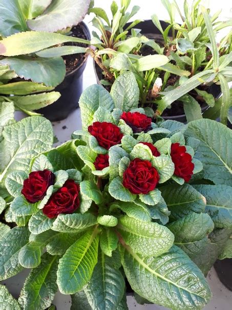 Как посадить и как ухаживать за примулой сортосерии Belarina??Решили ...