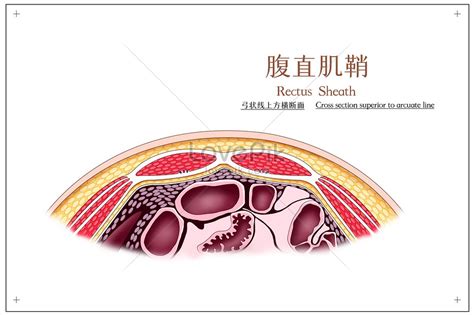 腹直肌鞘弓狀線上方橫斷面醫療插畫背景圖案素材桌布圖片免費下載 zh lovepik