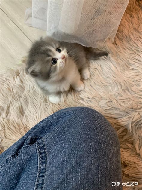 自家猫生了宝宝 知乎