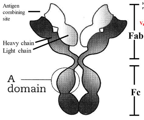 Diagram Of Antibody Structure Quizlet