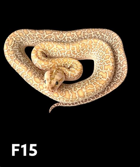 Hypo Green Burmese Python