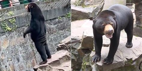 بالفيديو دب حقيقي أم إنسان متنكر جدل يغزو مواقع التواصل بالصين
