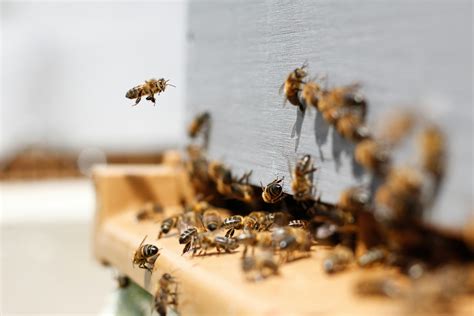 How Bees Perceive Flowers In A Whole New Way Beekeeper Corner