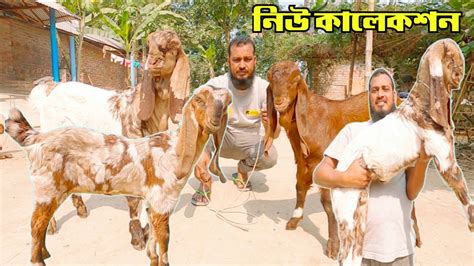 ক্রস জাতের কালার ফুল বাচ্চা ছাগলের দর দাম জানুন রুহুল ভাই এর বানিজ্যিক খামার থেকে Goat