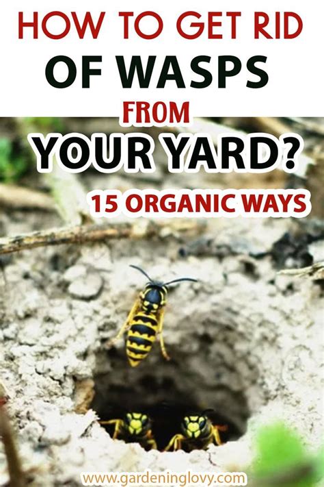 How To Get Rid Of Wasps Lawn At Eileen Towner Blog
