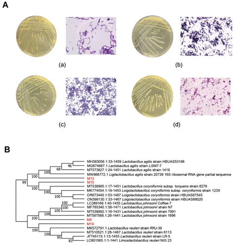 Sheep Derived Lactobacillus Johnsonii M5 Enhances Immunity And Antioxidant Capacity Alleviates