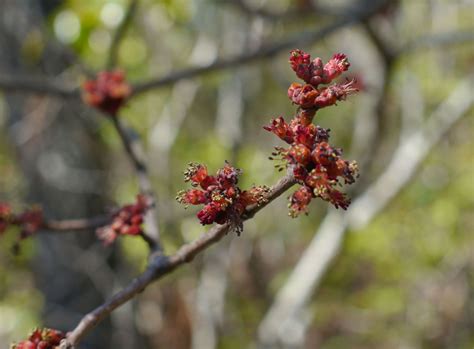 Red Maple Acer Rubrum Identify That Plant