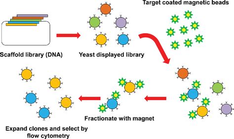 Table 2 From Protein Selection Using Yeast Surface Display Semantic Scholar