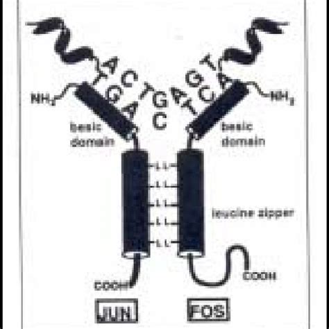 Activator Protein 1 This Diagram Depicts The Leucine Zipper Motif Download Scientific Diagram